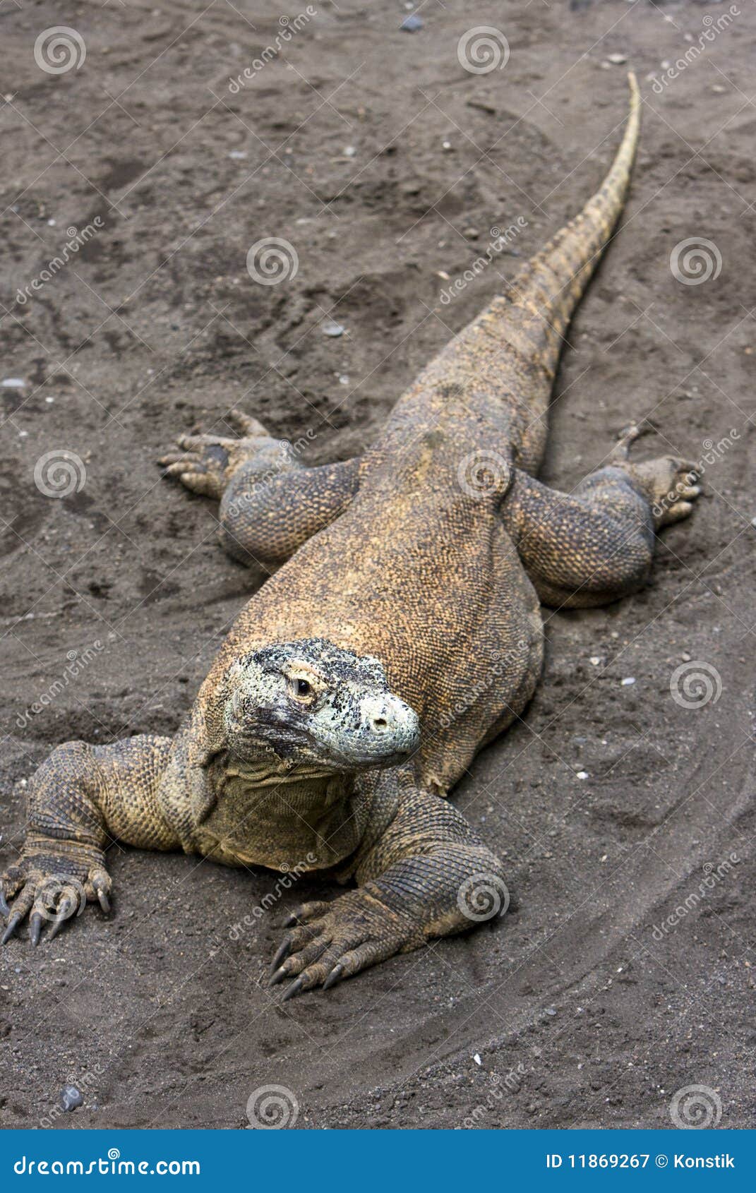 Huge Monitor Lizard Grey Sand Stock Image - Image of nature, world ...