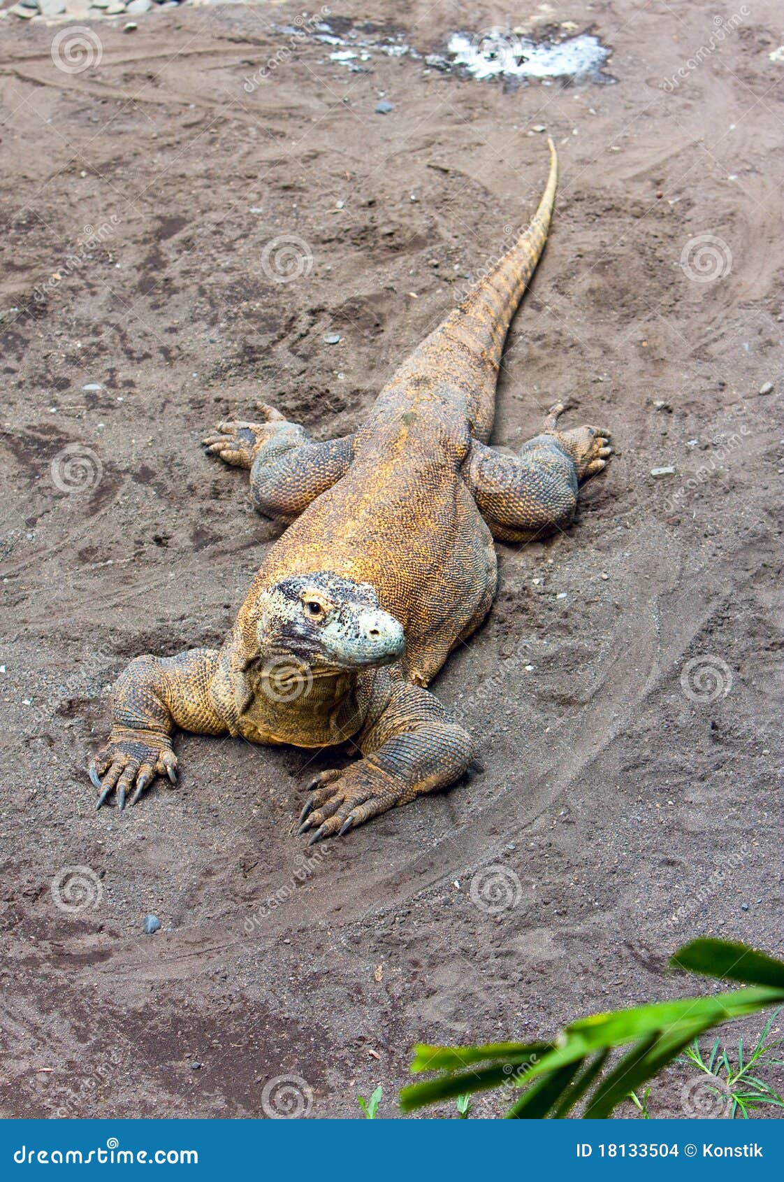Huge Monitor Lizard on Grey Sand Stock Photo - Image of fauna ...