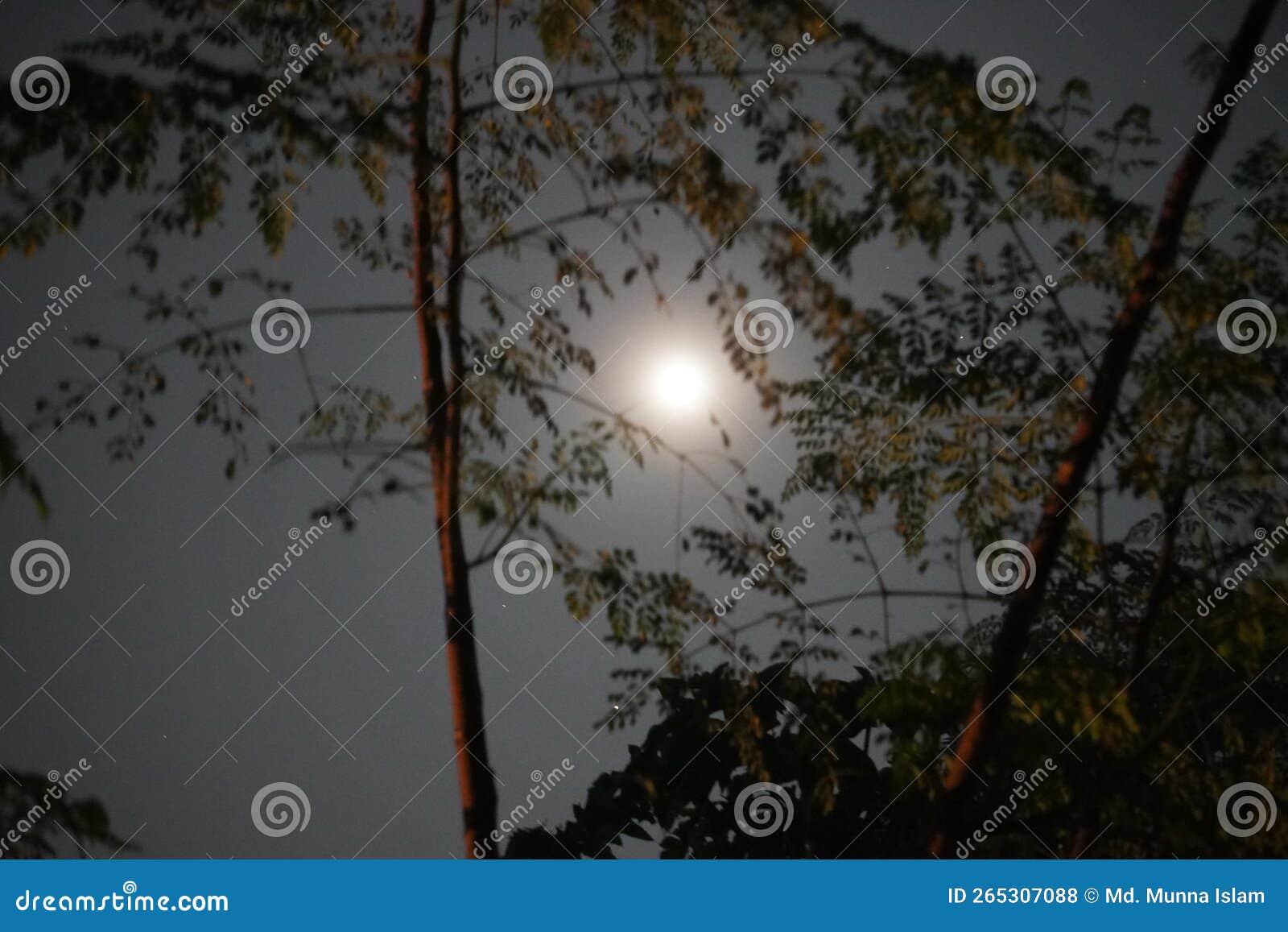 A Huge Moon is Rising Behind the Tree Branches. Stock Photo - Image of ...