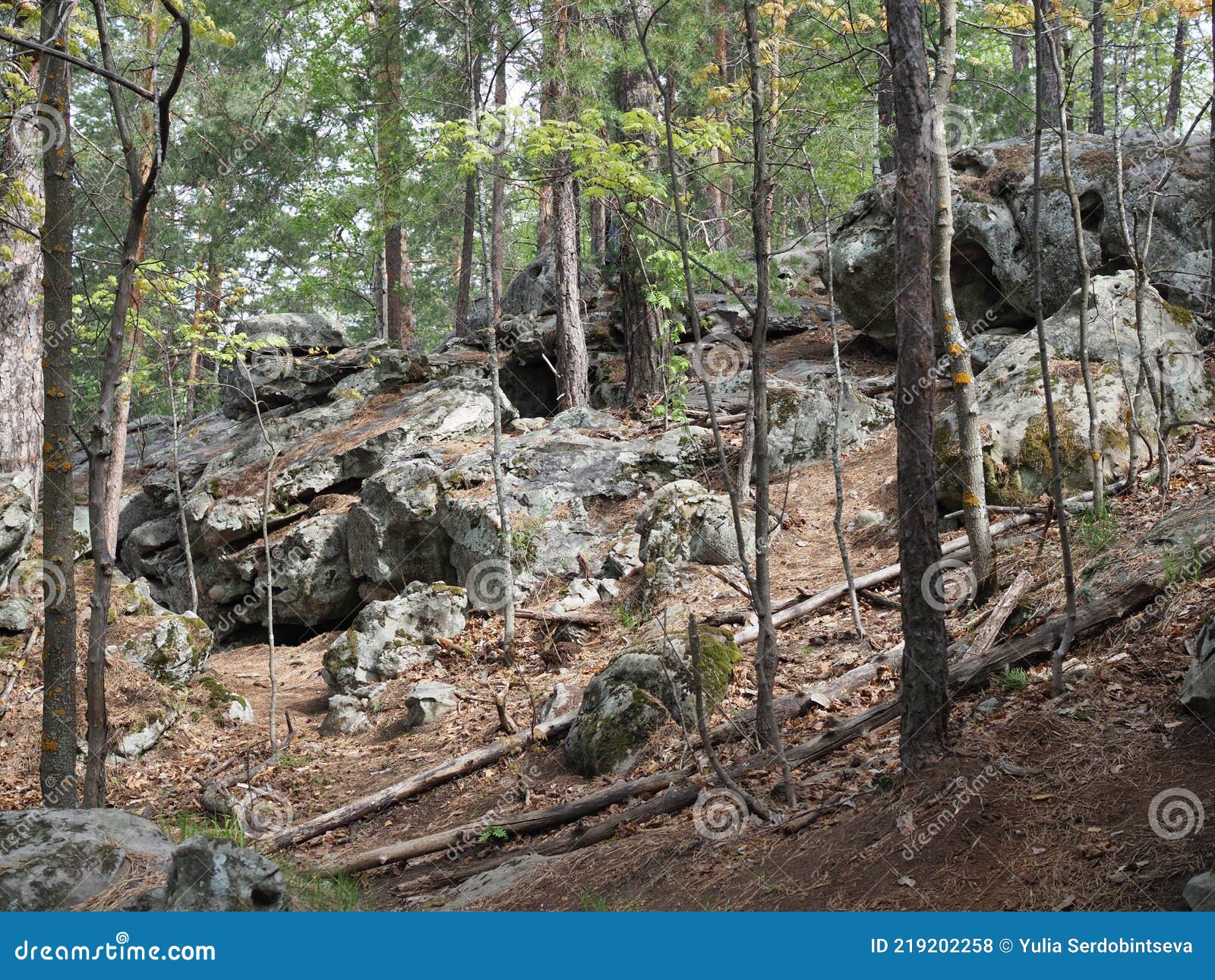 Huge Moss-covered Boulders Lie On The Slopes Of The Forest. Stock ...