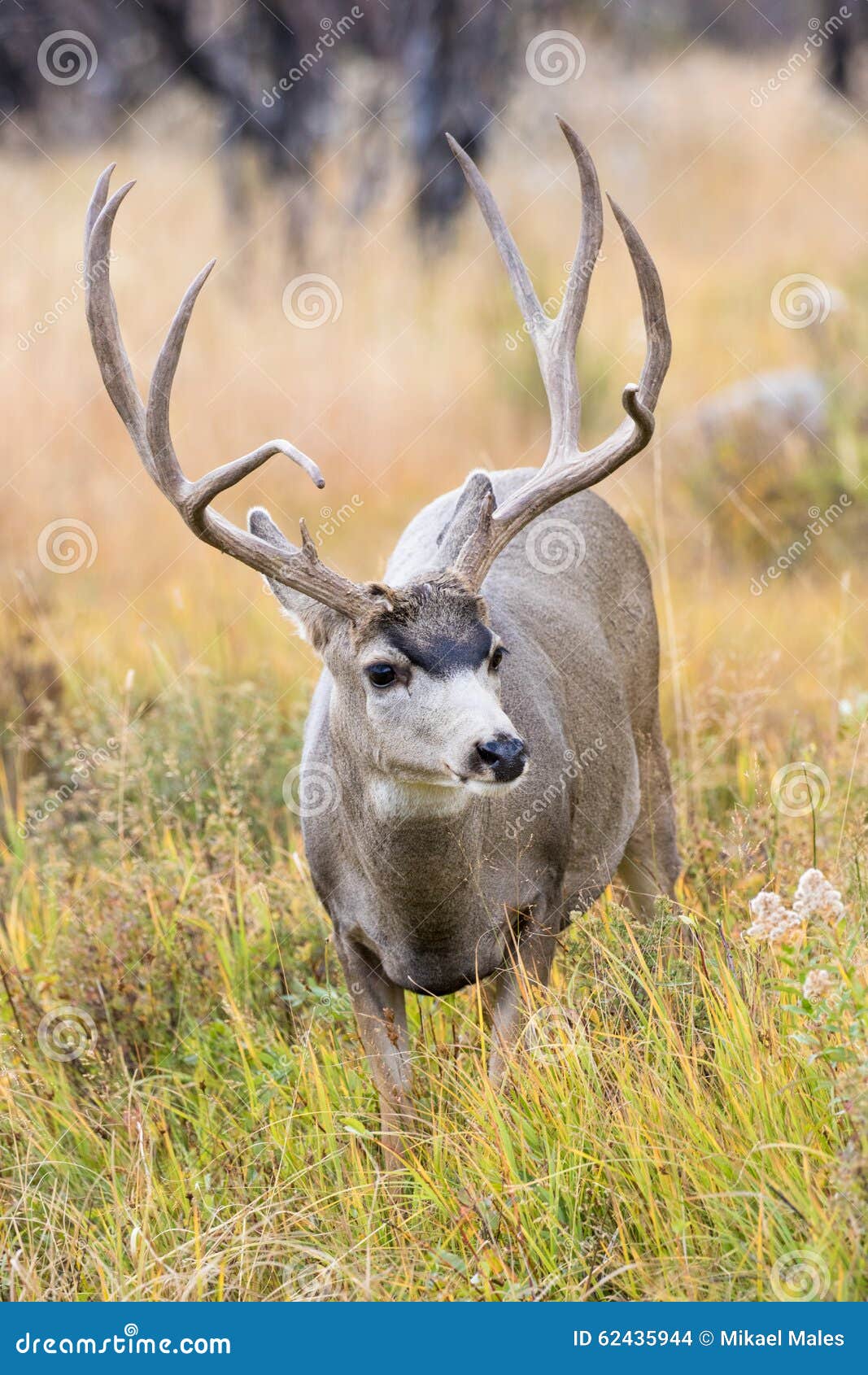 Huge mule deer stock photo. Image of male, tall, mule - 62435944