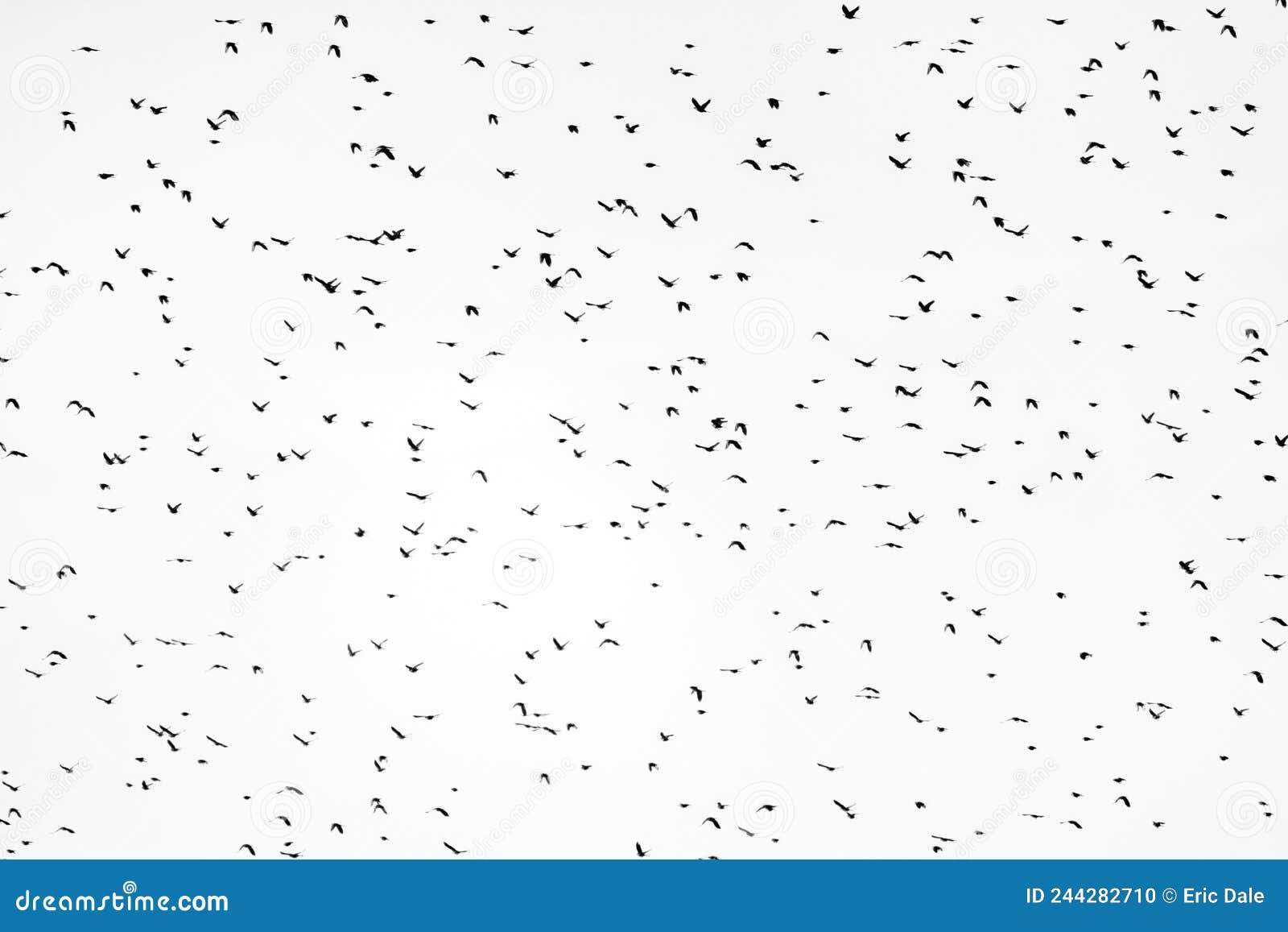 Murmuration Cartoons, Illustrations & Vector Stock Images - 283 ...