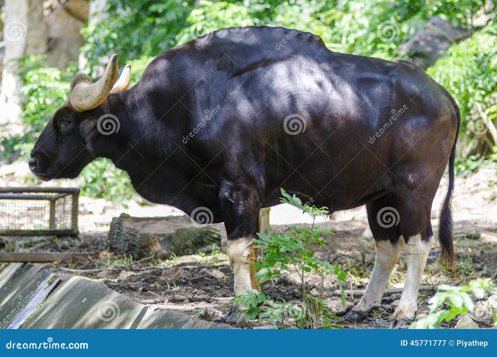 Huge muscular Bison stock image. Image of mature, india - 45771777