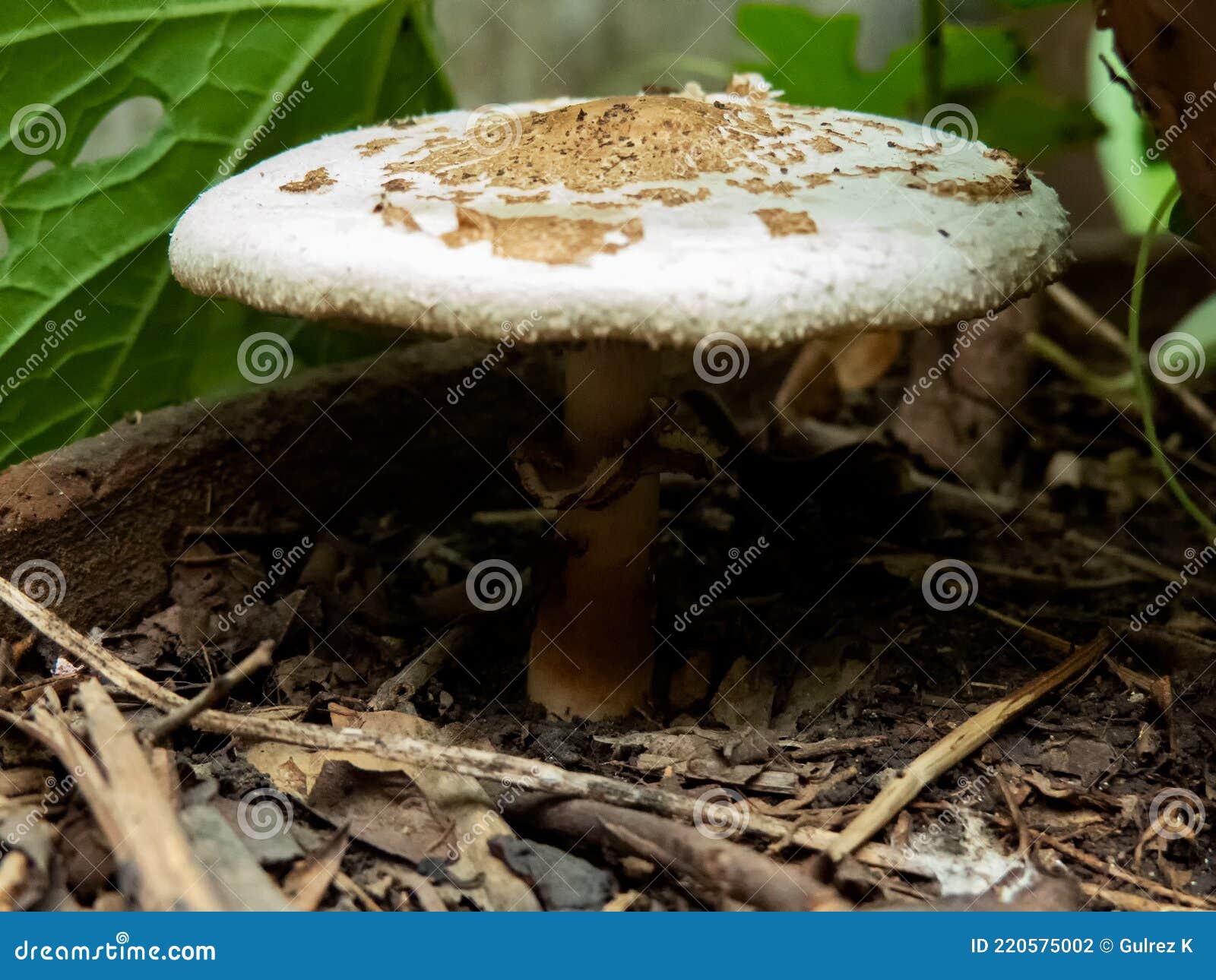 Huge Mushroom stock photo. Image of ellipse, beige, mush - 220575002