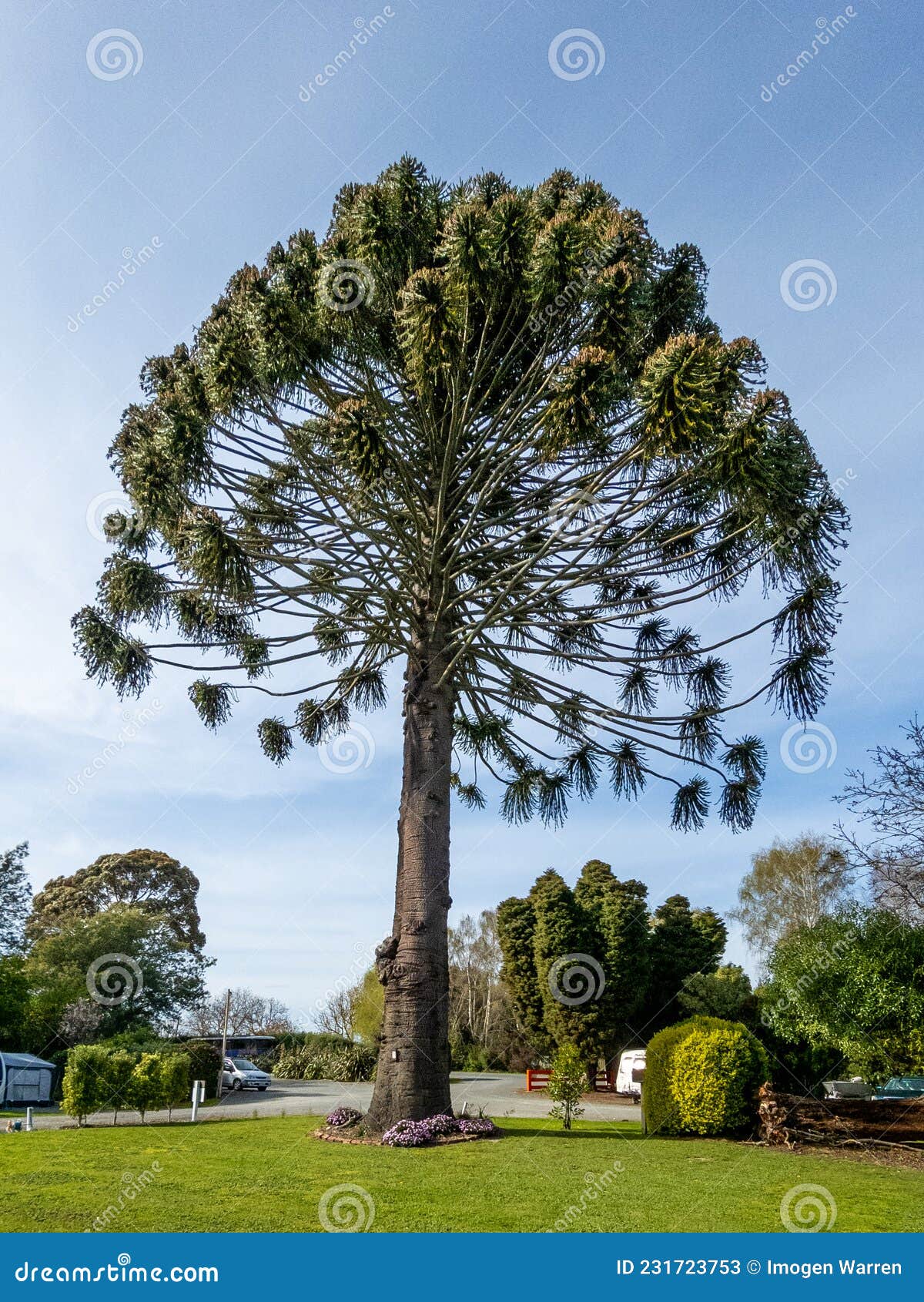 Bunya Tree Native To Australia Stock Image - Image of australia ...