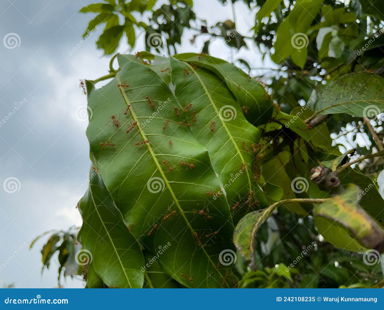 A Huge Nest of Ants on a Mango Tree. Stock Image - Image of spawning ...