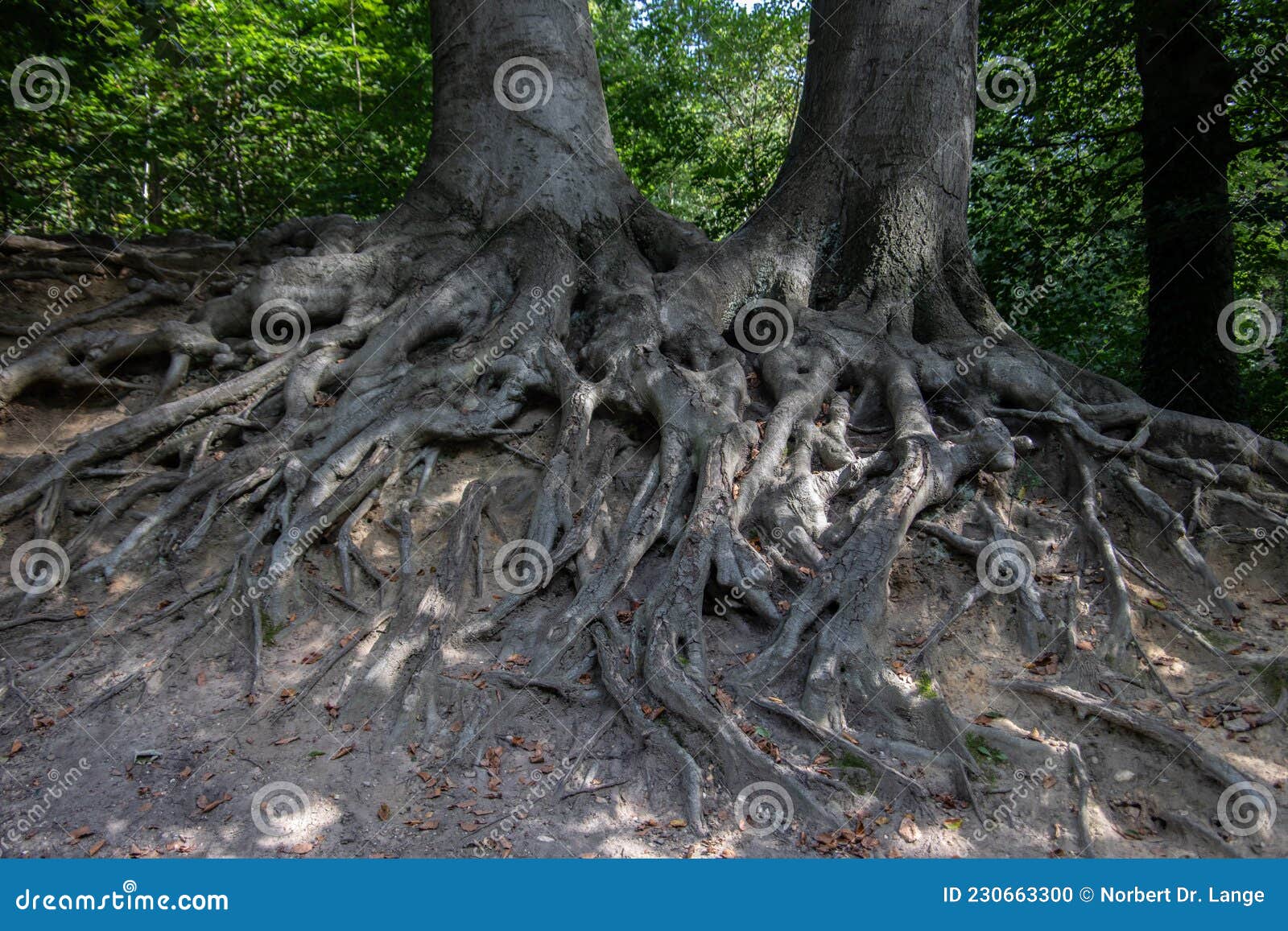 Huge network of roots stock photo. Image of earth, roots - 230663300