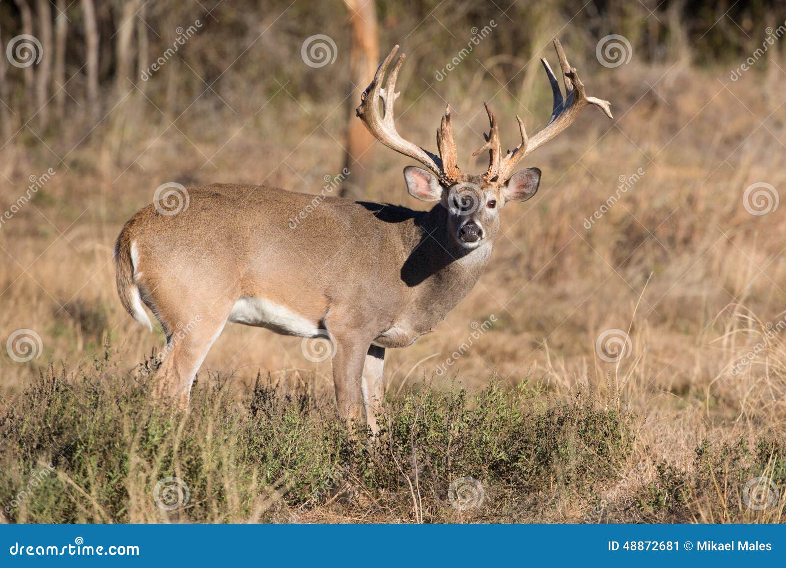 Big Non Typical Whitetail Bucks