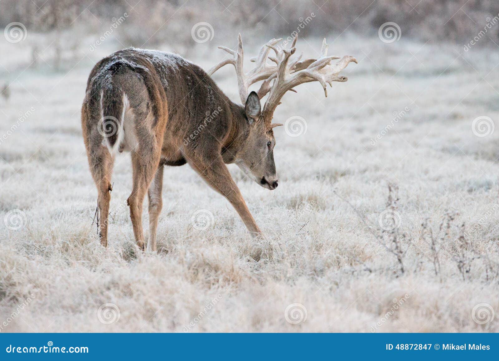 Huge Non-typical Whitetail Buck Starting To Make a Scrape Stock Image ...