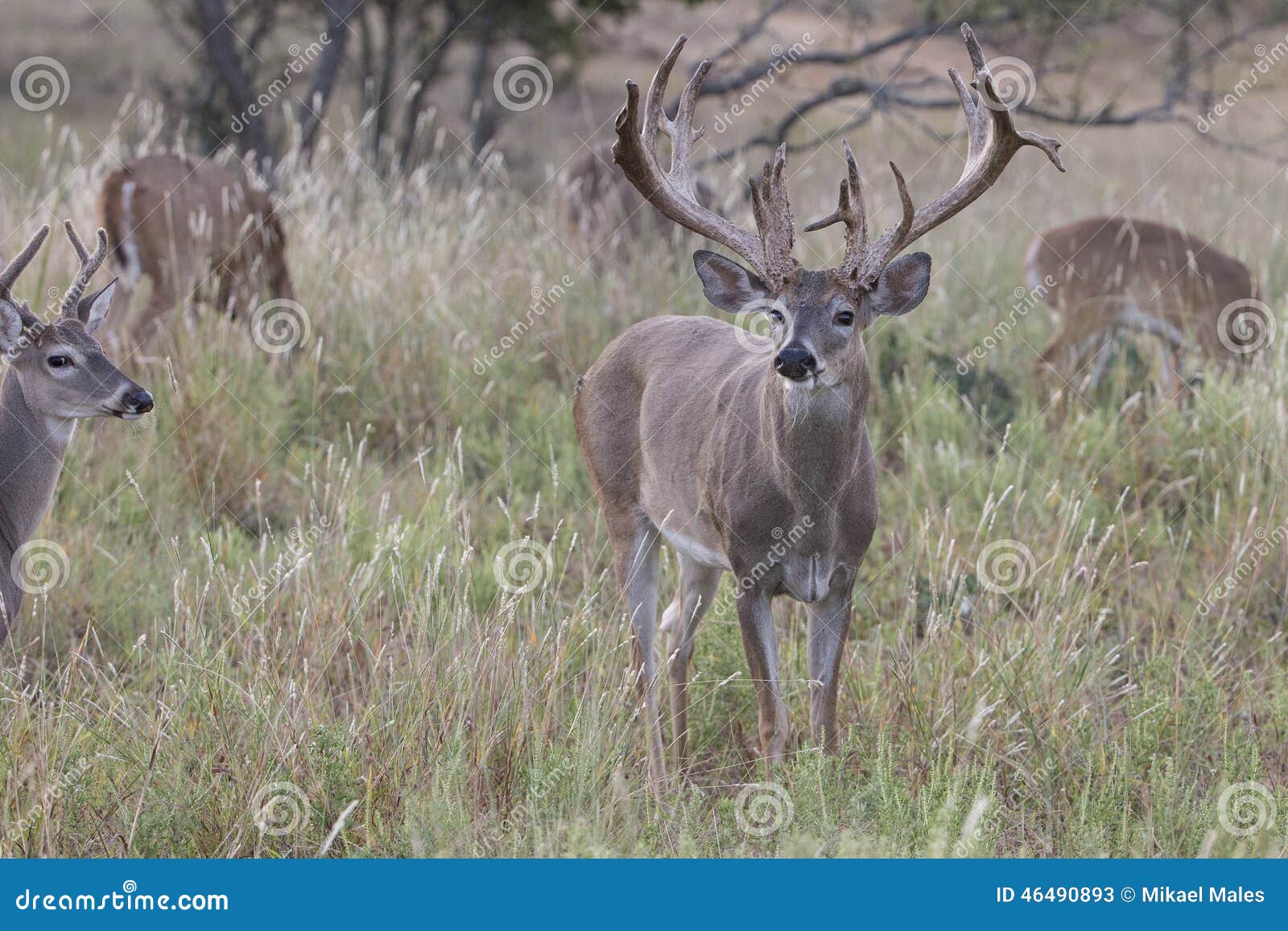 Huge Nontypical Whitetail Buck Stock Image - Image of grass, whitetail ...