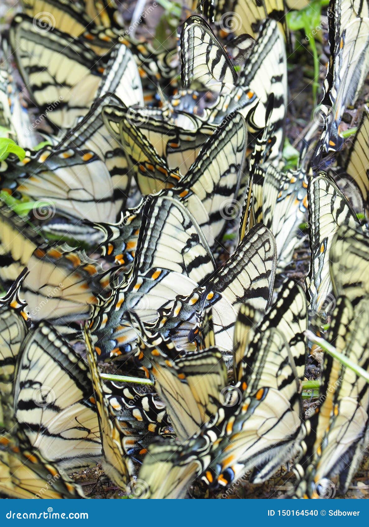 Huge Number of Eastern Tiger Swallowtail Butterflies on a Mineral Lick ... Huge Number of Eastern Tiger Swallowtail Butterflies on a Mineral Lick ...
