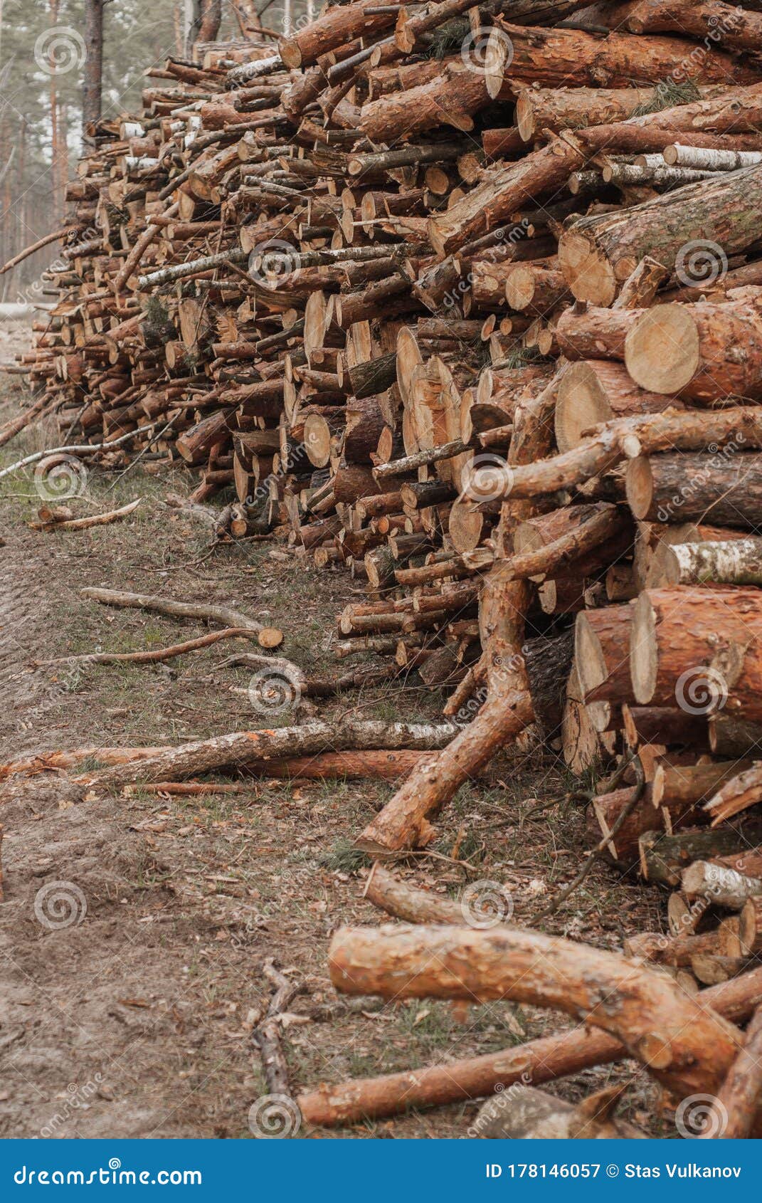 A Huge Number of Felled Trees in a Pile Stock Image - Image of ring ...