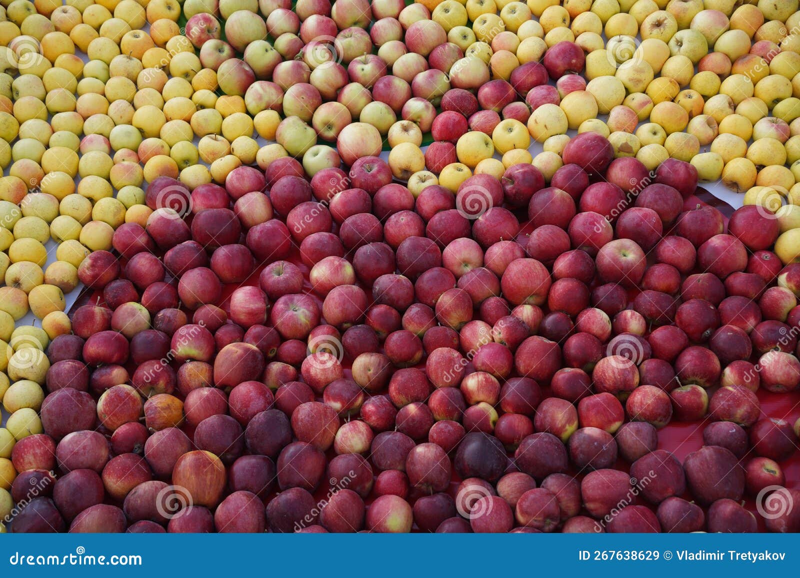 A Huge Number of Fresh Apples of Different Varieties on a Big Sale ...