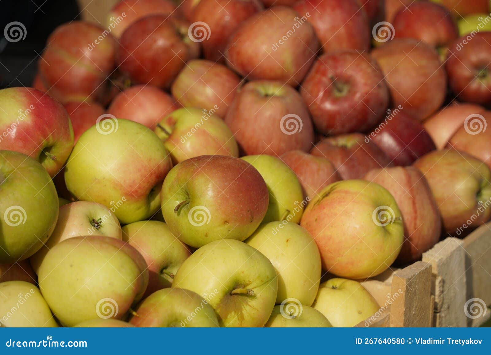 A Huge Number of Fresh Apples of Different Varieties on a Big Sale ...