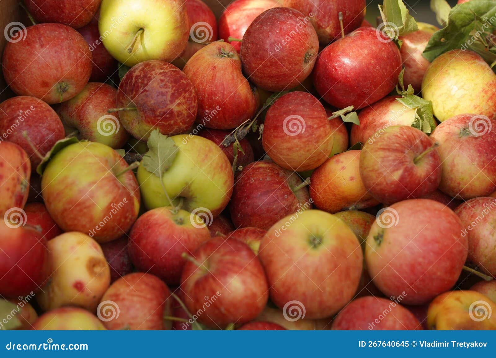 A Huge Number of Fresh Apples of Different Varieties on a Big Sale ...
