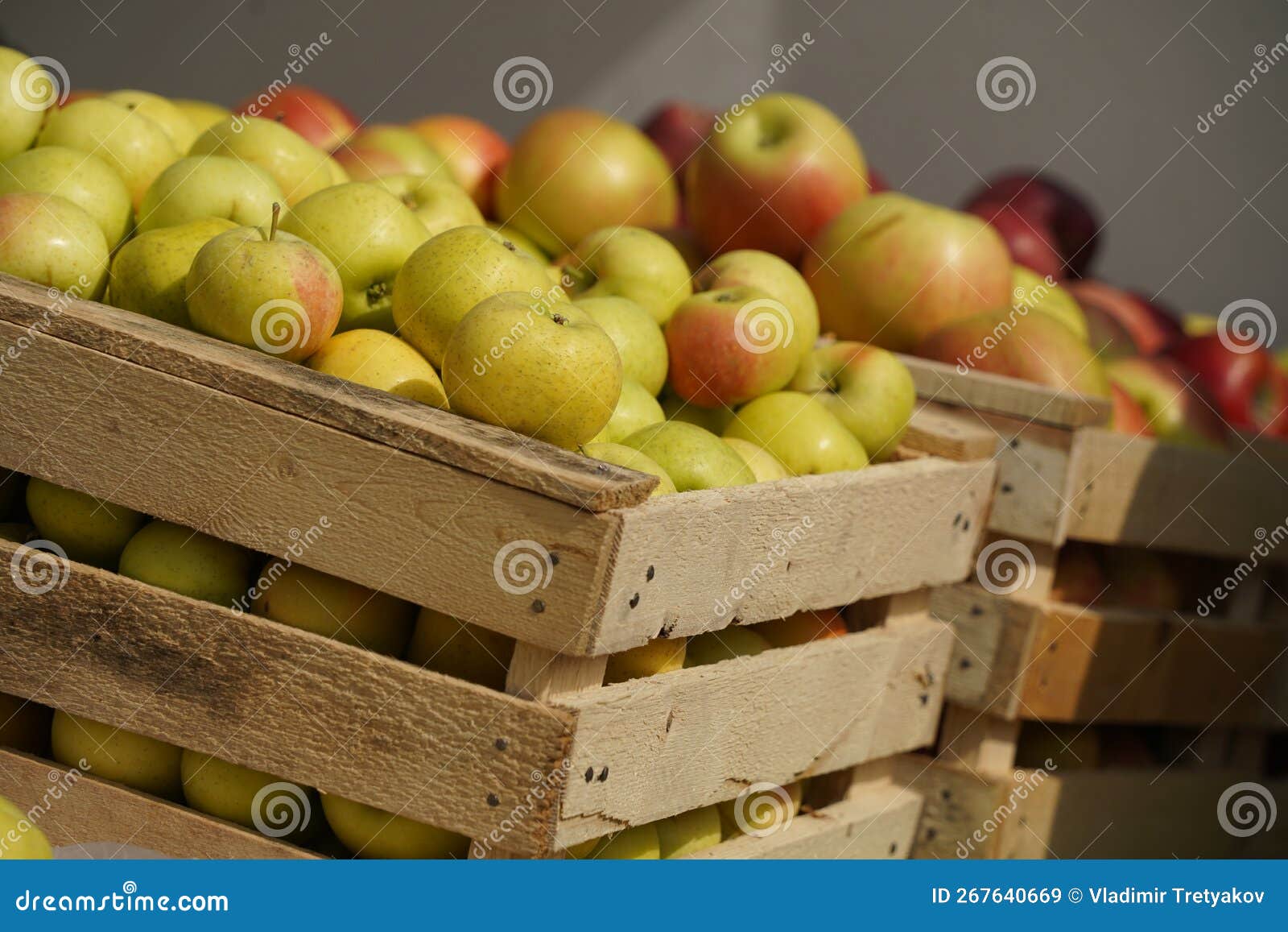 A Huge Number of Fresh Apples of Different Varieties on a Big Sale ...