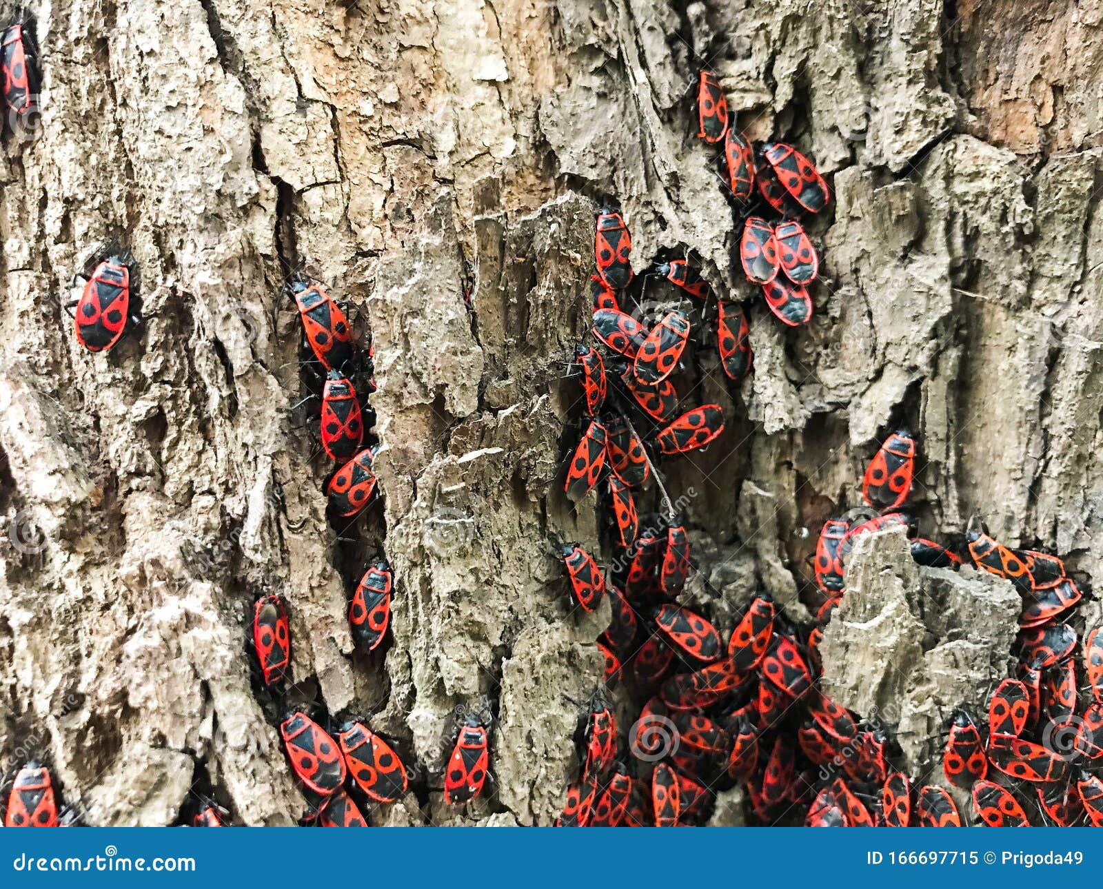 A Huge Number of Red Beetles that Gathered Under the Base of the Tree ...