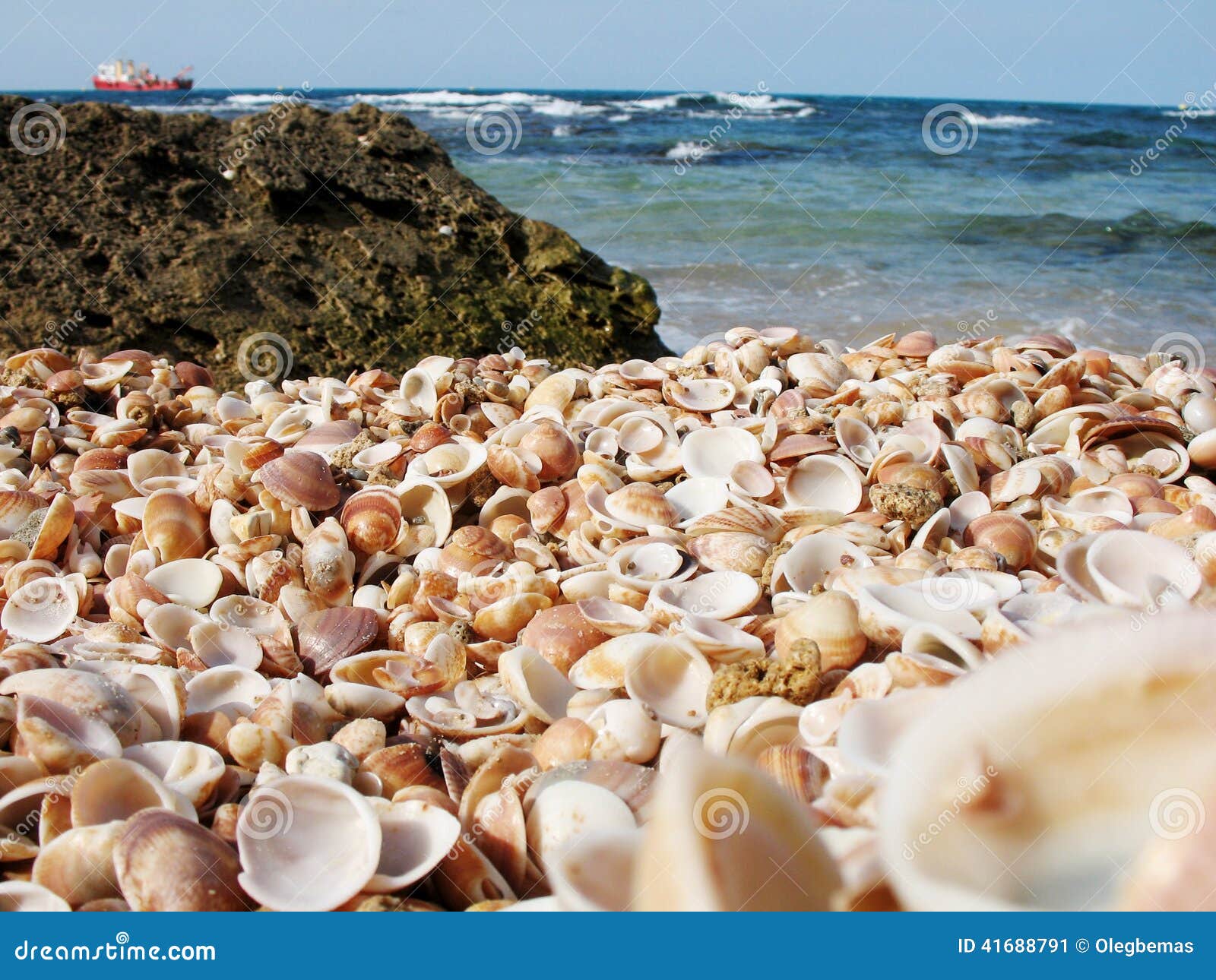 Huge Clam Shells Compiled On The Right Corner With A White Wall ...