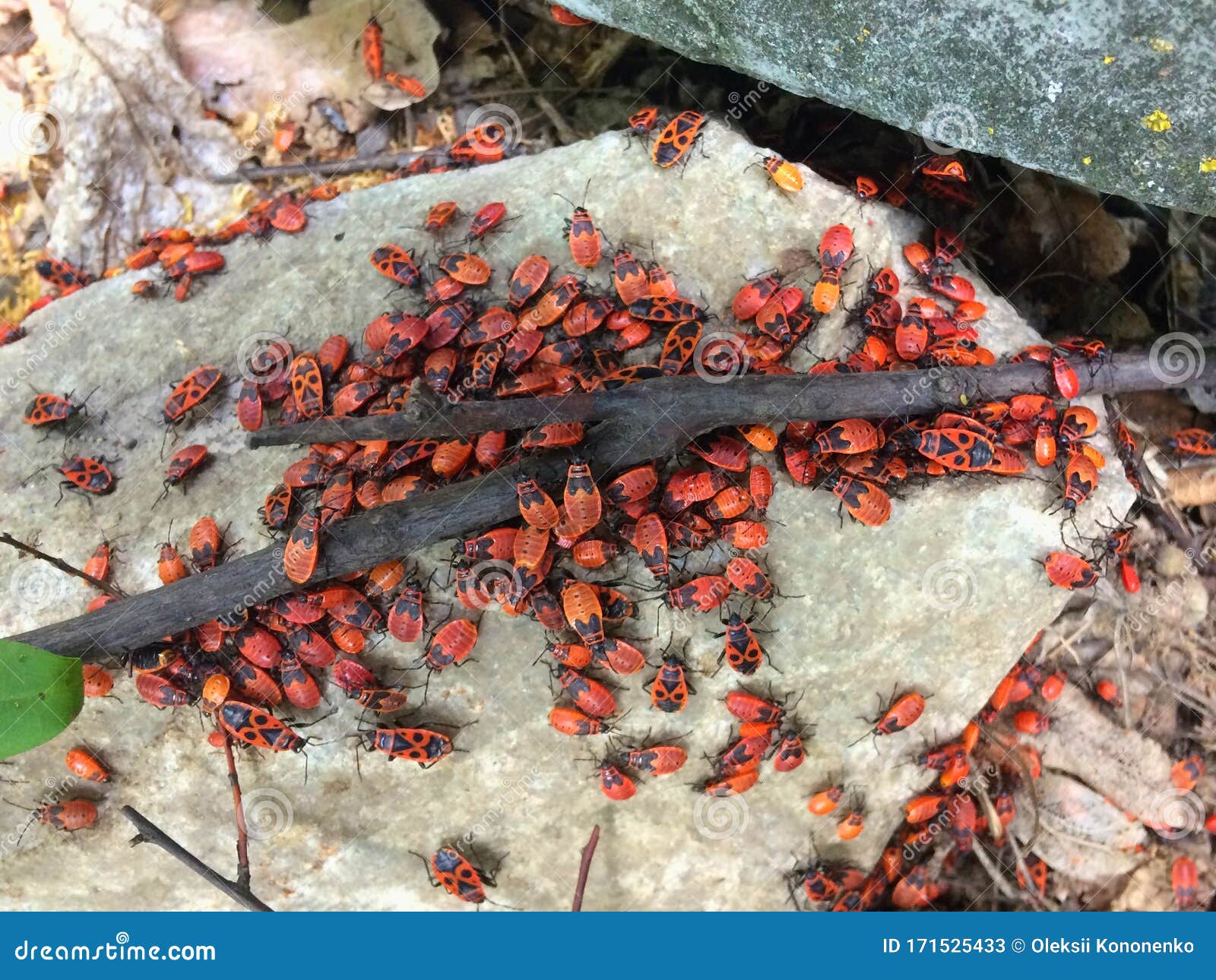 A Huge Number of Tree Bugs. Little Red Bugs Stock Image - Image of ...
