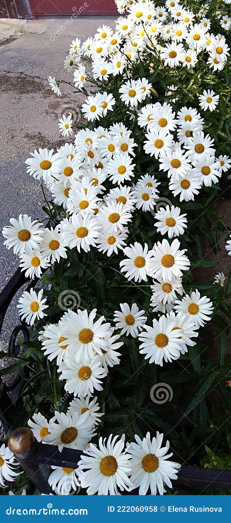 A Huge Number of White Daisies Stock Photo - Image of daisy, herb ...