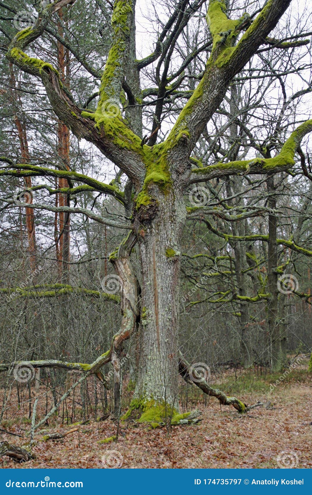 Huge Oak in the Forest. the Tree Trunk is Covered with Green Moss ...