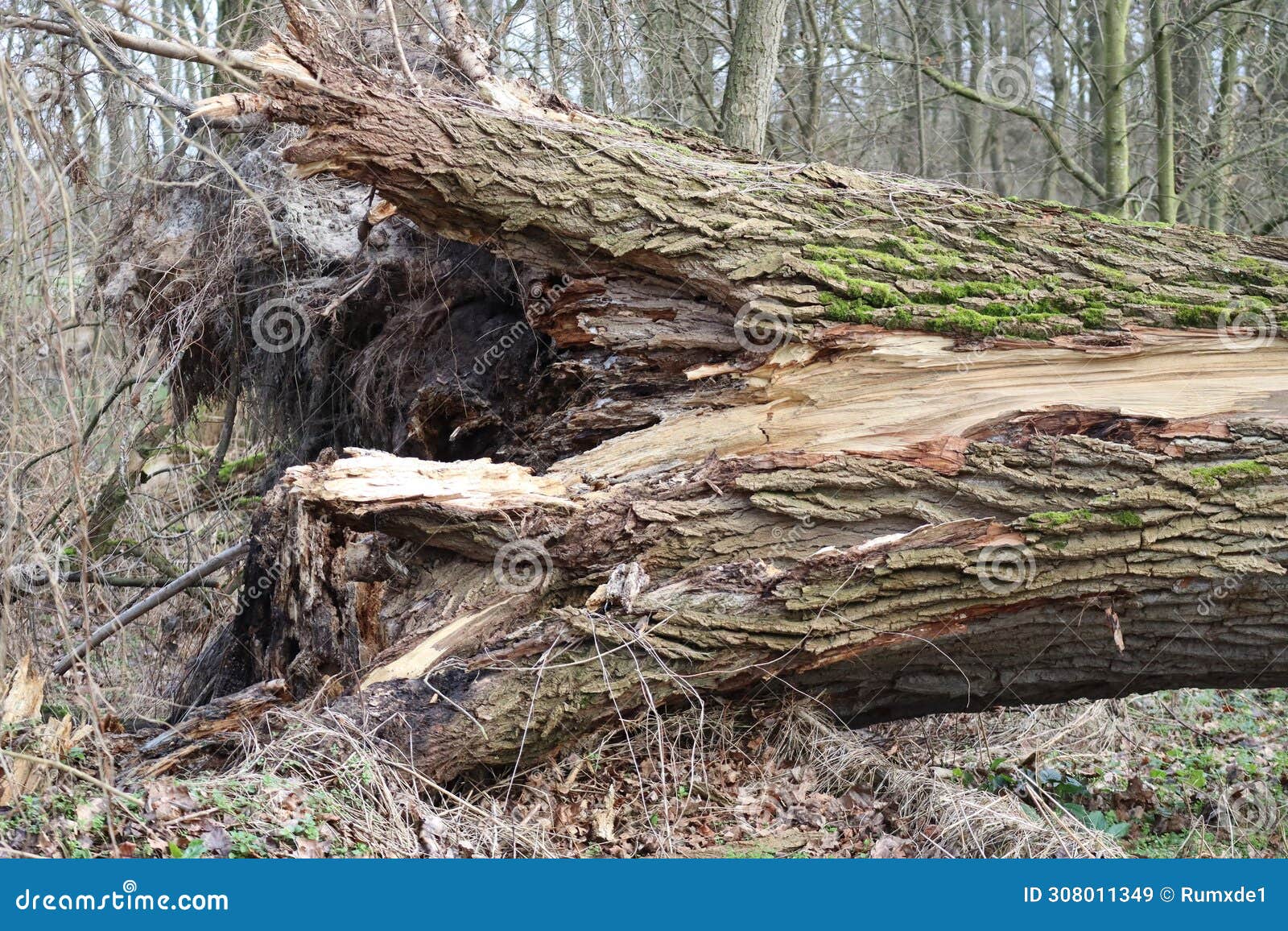 Fallen Giant stock image. Image of climate, risk, dangers - 308011349