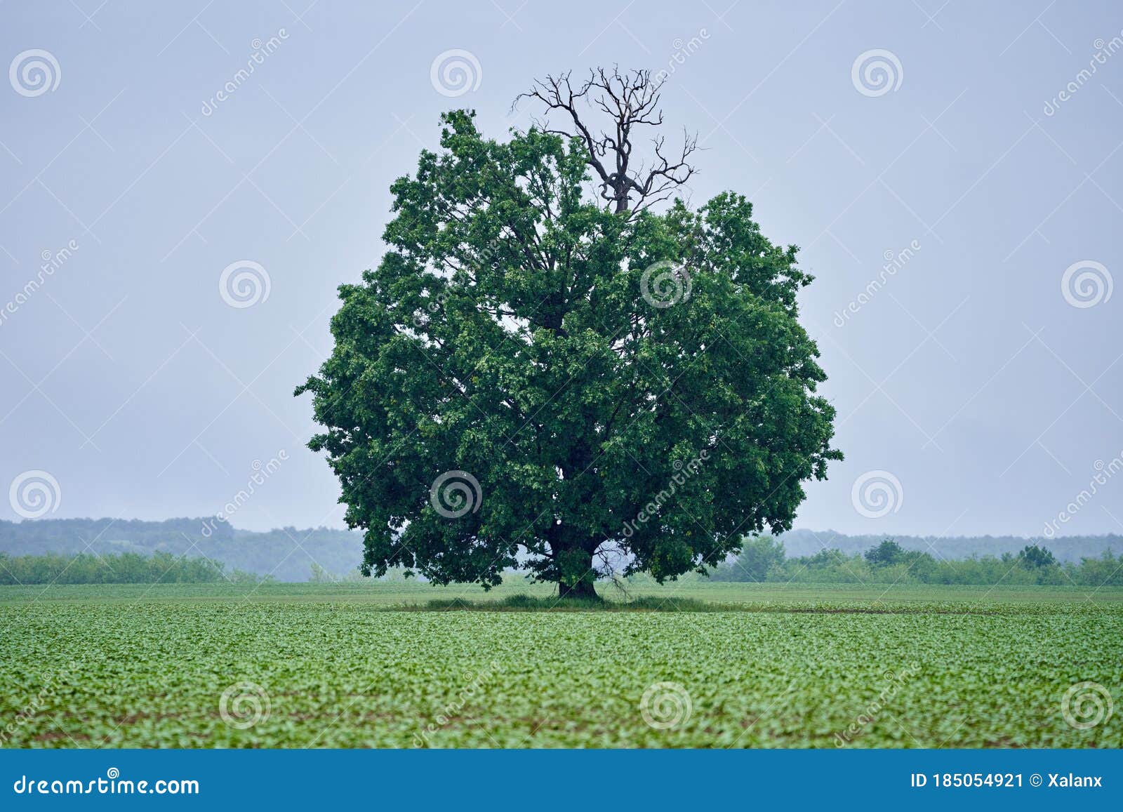 Huge oak tree in a field stock image. Image of nature - 185054921
