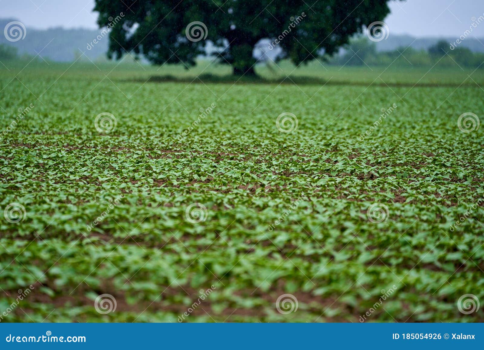 Huge oak tree in a field stock photo. Image of green - 185054926