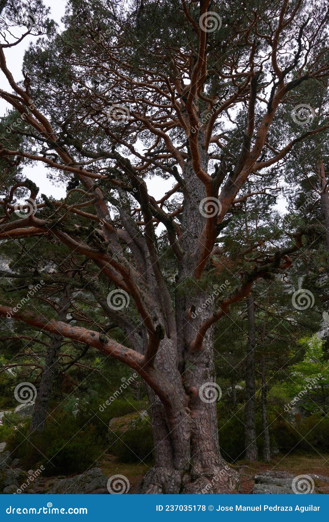 A Huge Oak Tree with Large Branches in Autumn Stock Photo - Image of ...