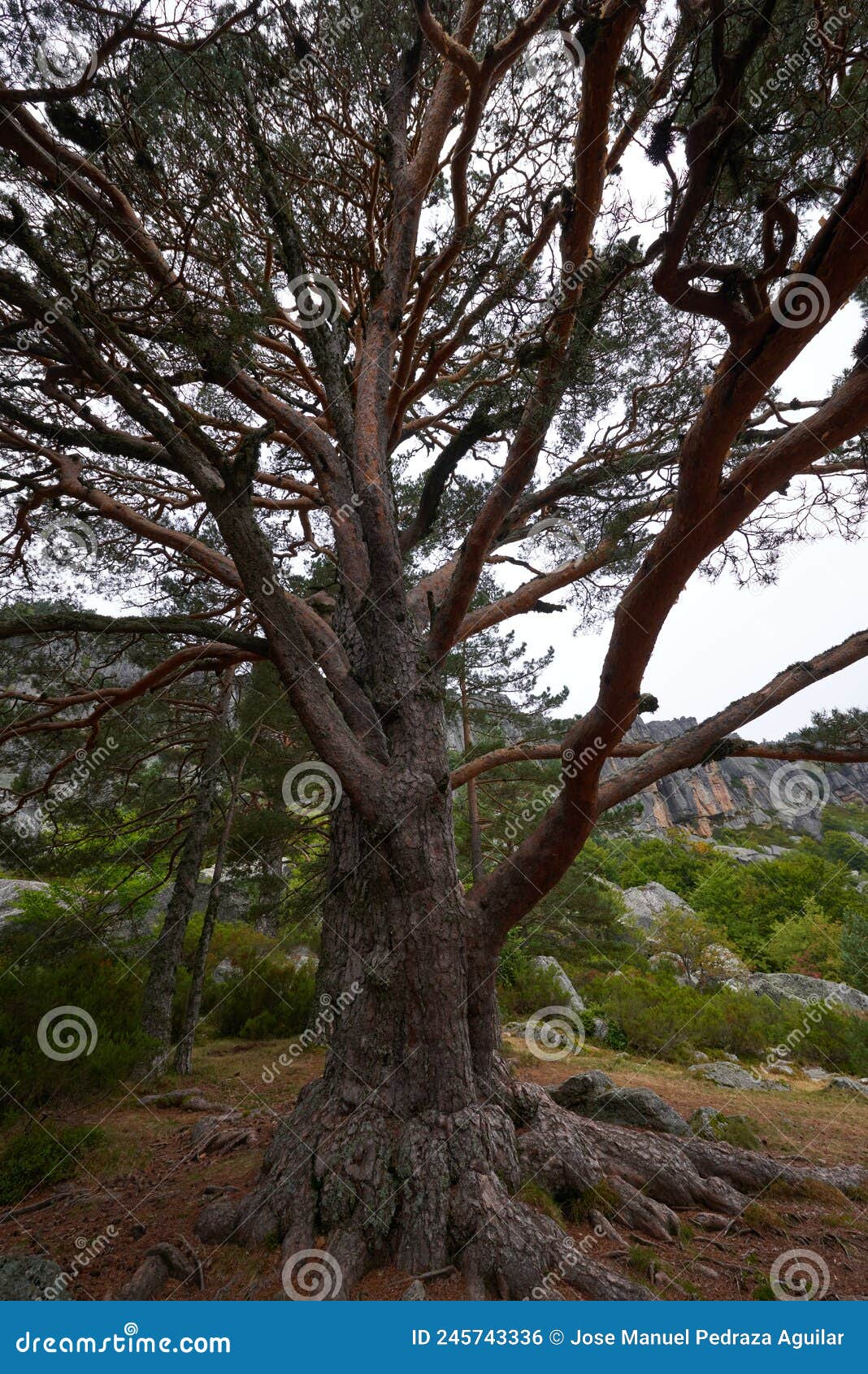 A Huge Oak Tree with Large Branches in Autumn Stock Photo - Image of ...