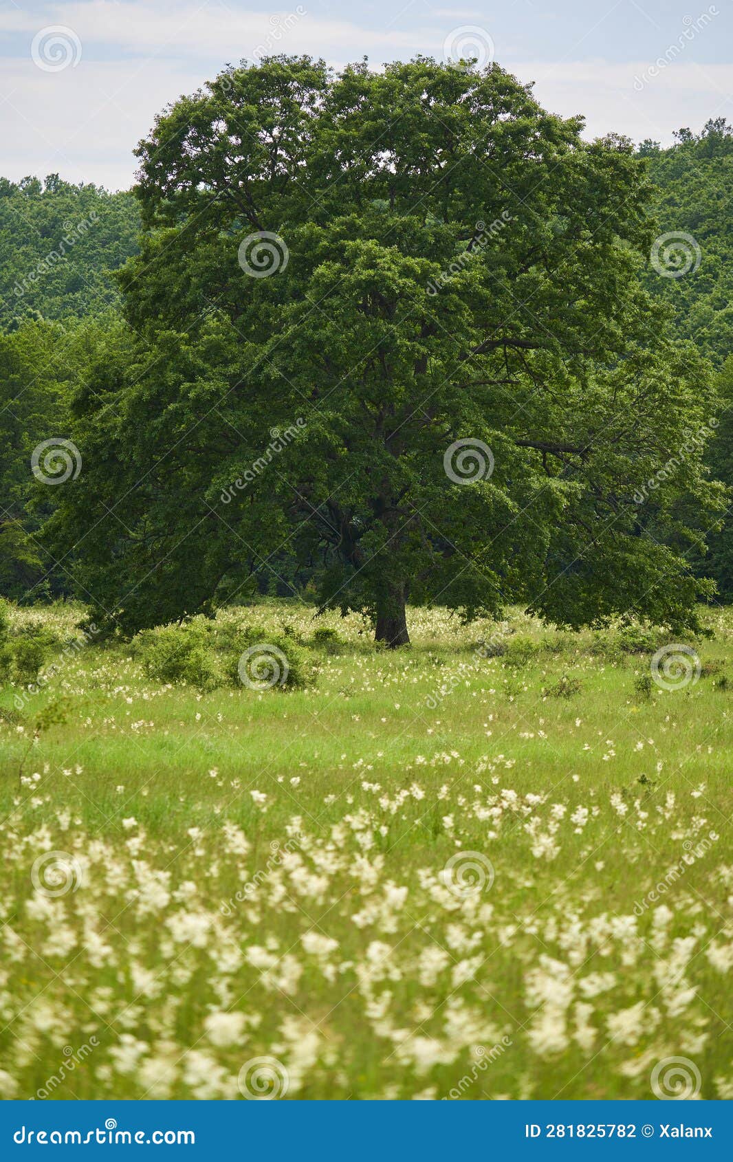 Huge oak tree on a meadow stock photo. Image of country - 281825782