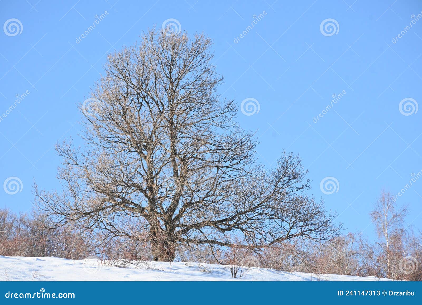 A Huge Oak Tree in a Snowy Winter Stock Image - Image of snowy, winter ...