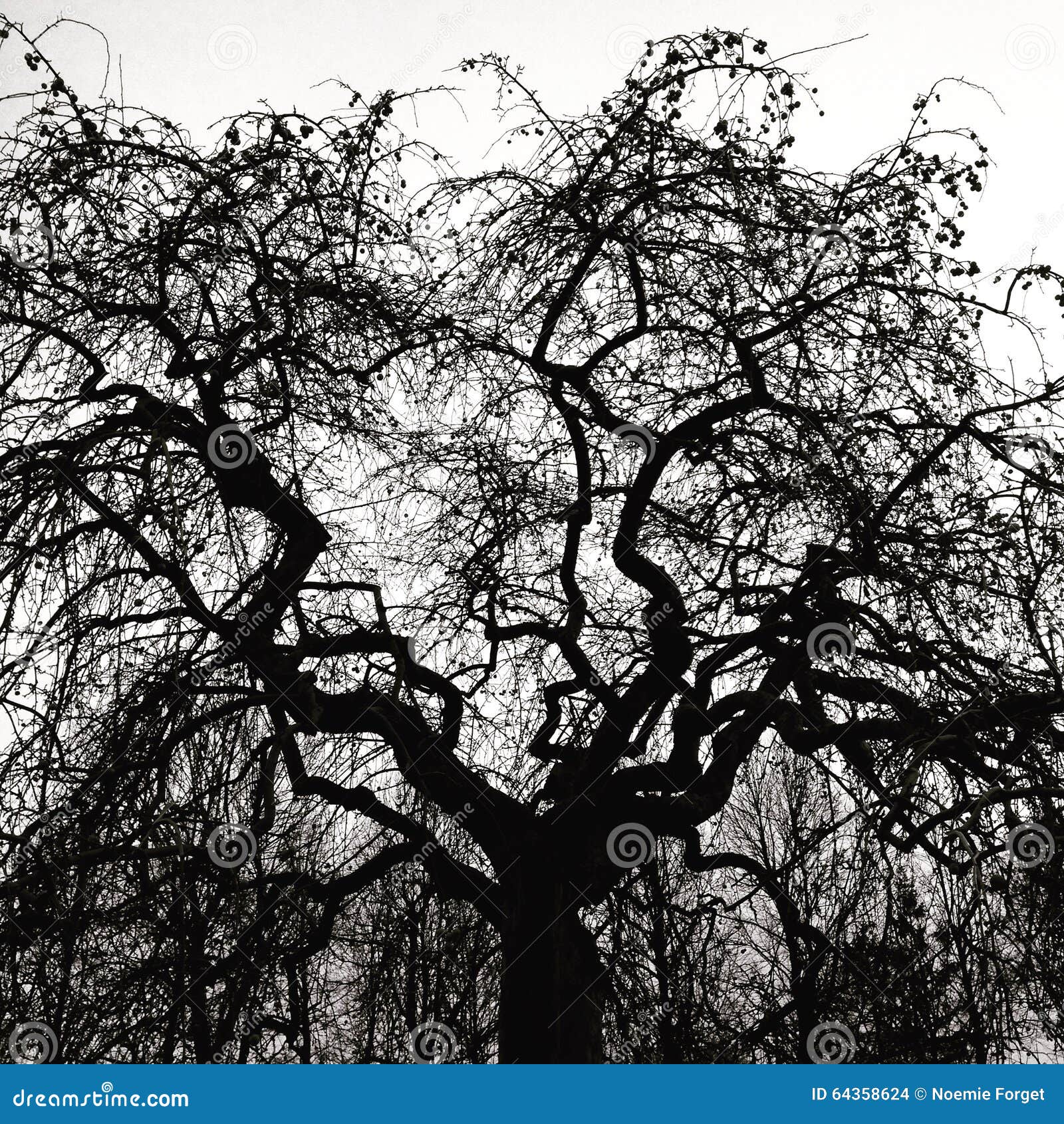 Huge and Old Asian Tree in Backlight Stock Photo - Image of senior ...