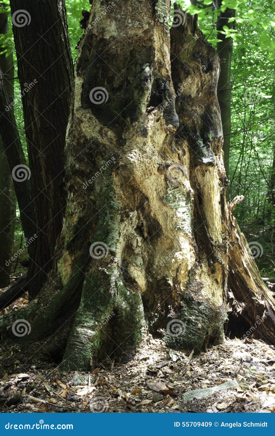 Huge Old Dead Tree stock image. Image of green, vertical - 55709409