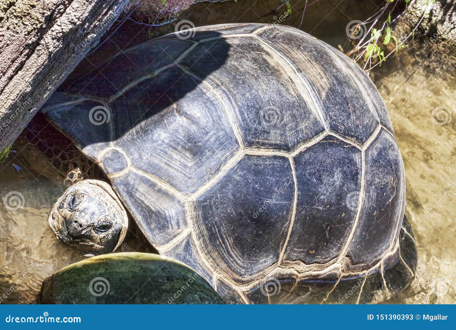 Huge and Old Land Turtle is Resting among the Rocks in the Pond Stock ...