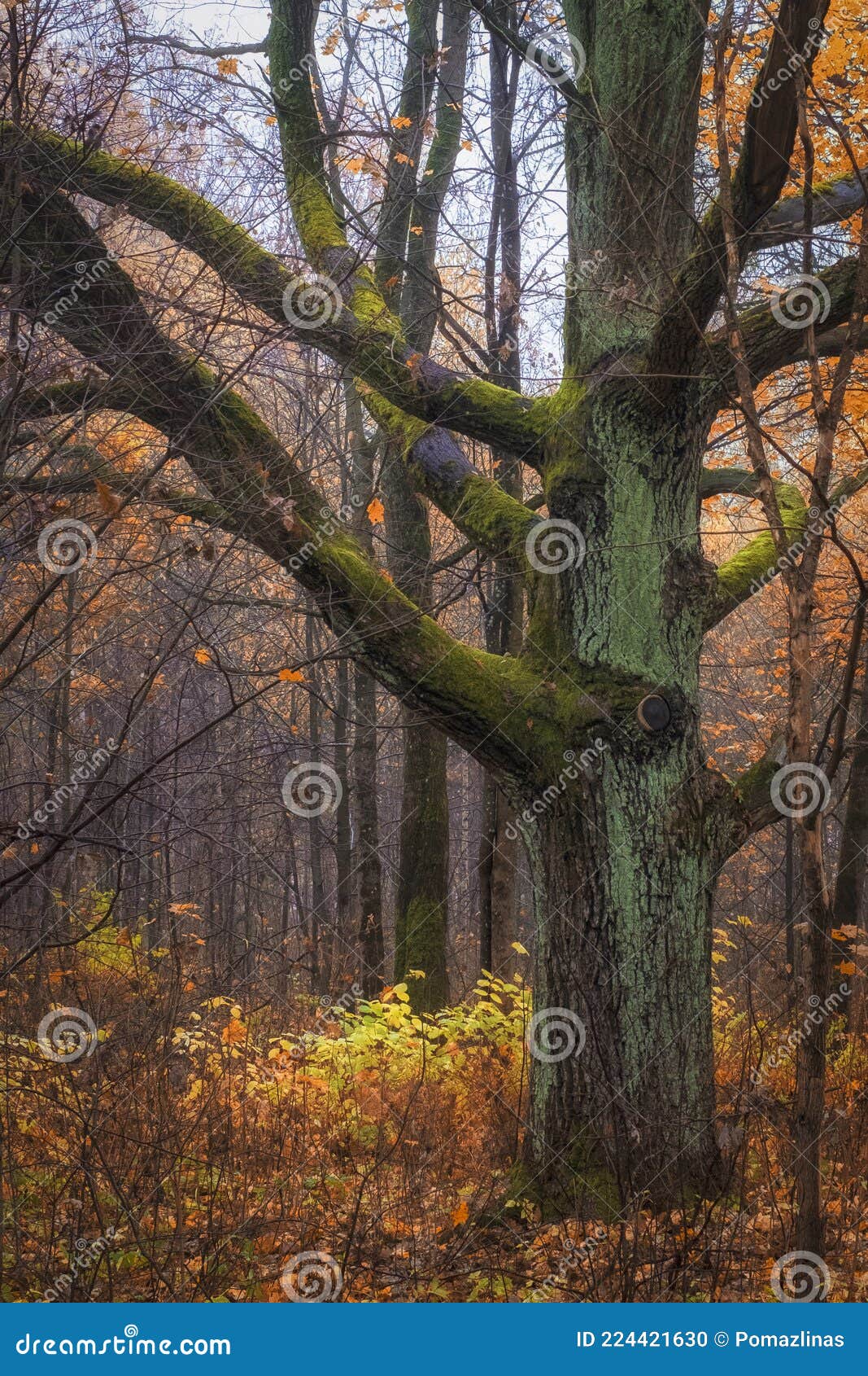 Old Oak Tree Covered with Moss with Autumn Forest Stock Photo - Image ...
