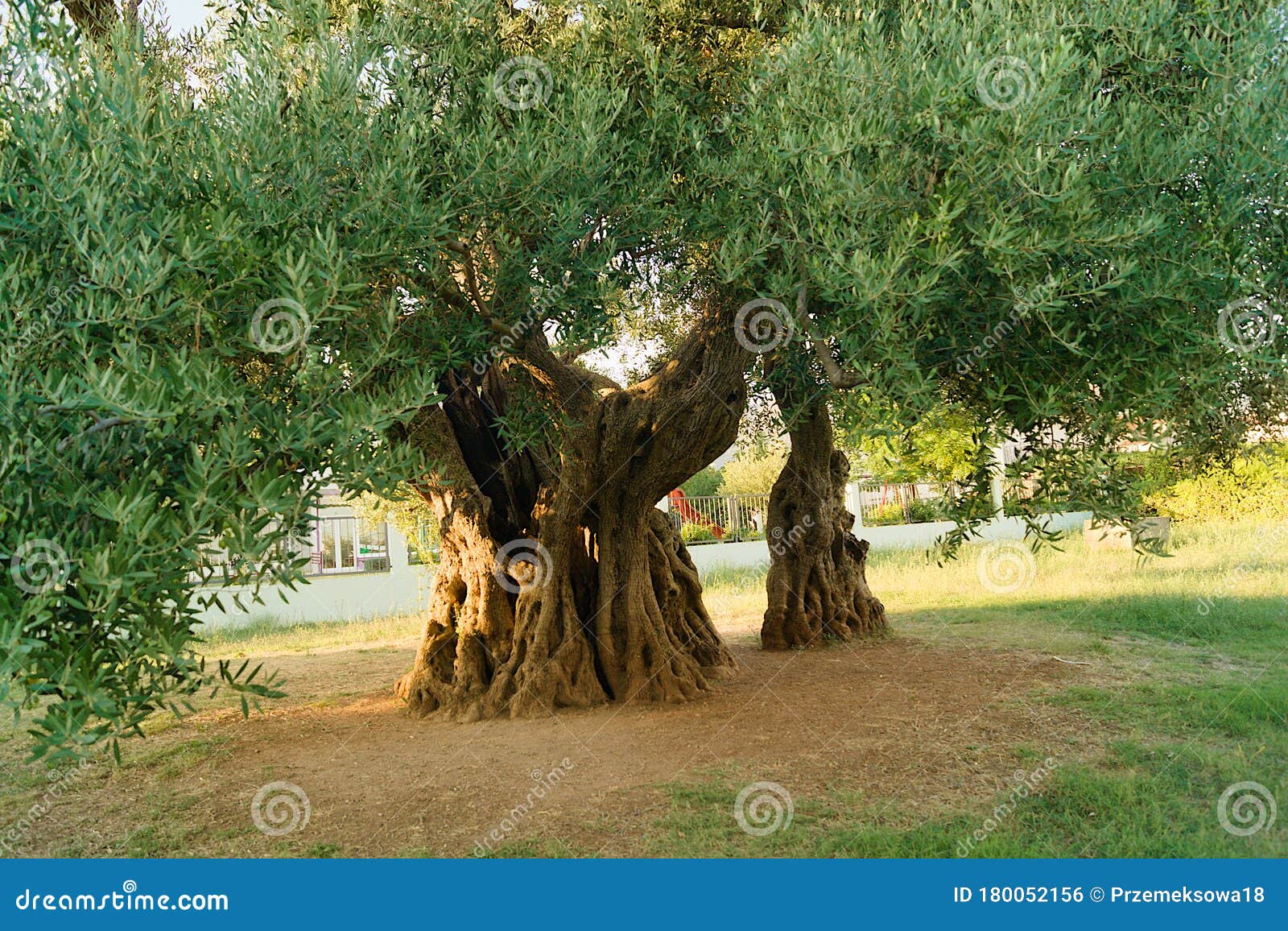 A huge, old olive tree stock photo. Image of cracked - 180052156