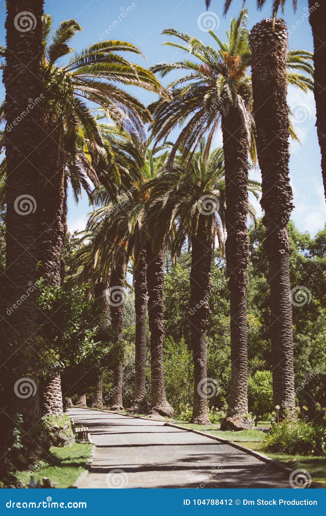 Huge old palm trees. stock photo. Image of garden, foliage - 104788412