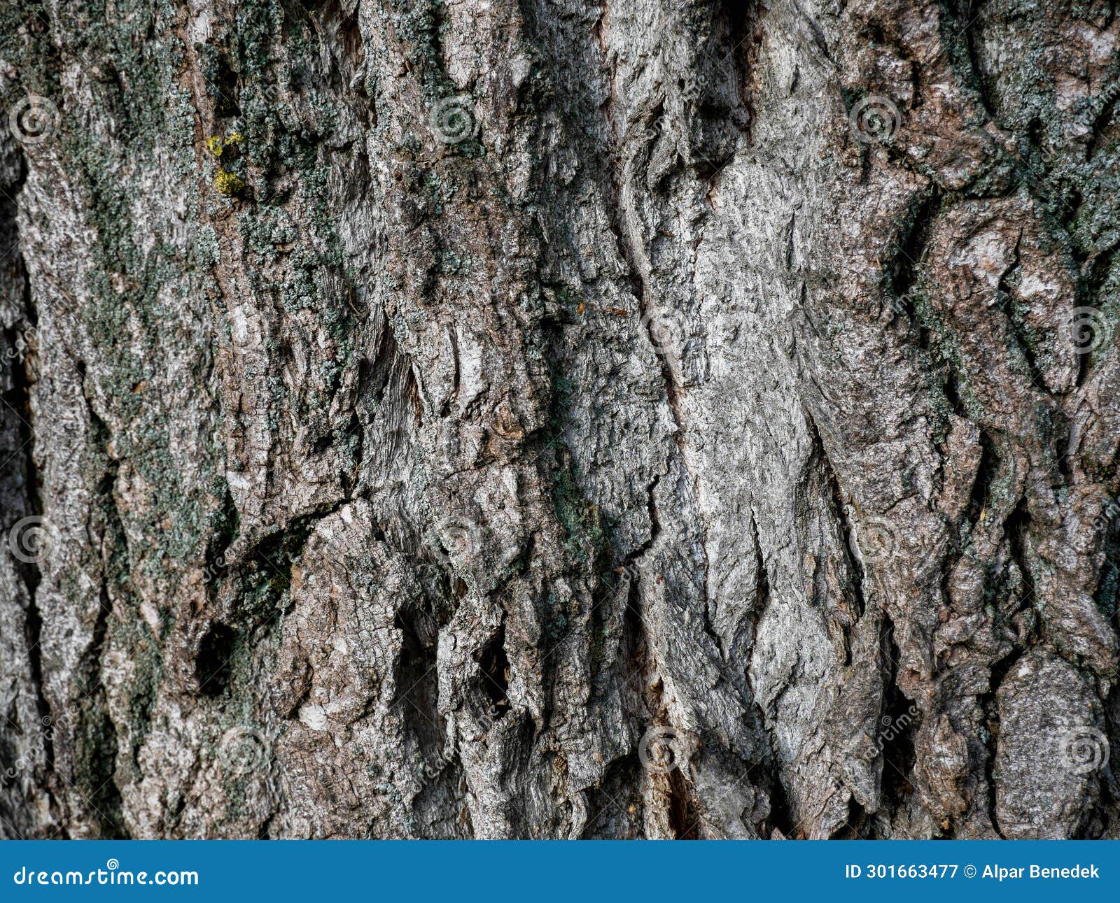 Huge , Old Poplar Tree Bark Close Up Shot Stock Image - Image of rustic ...