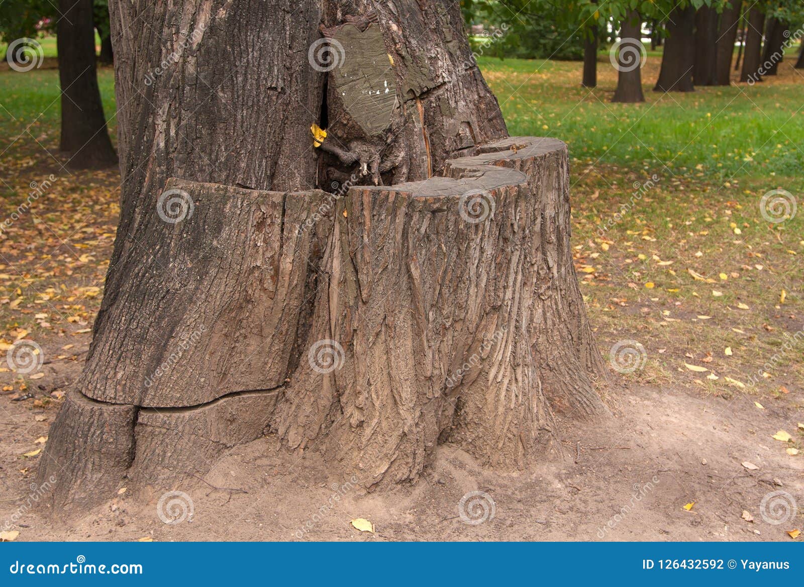Large Old Stump in the Park. Stock Photo - Image of huge, natural ...