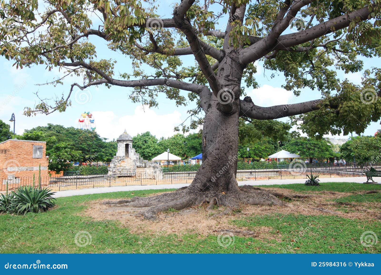 Huge old tree. stock photo. Image of tourism, city, plant - 25984316