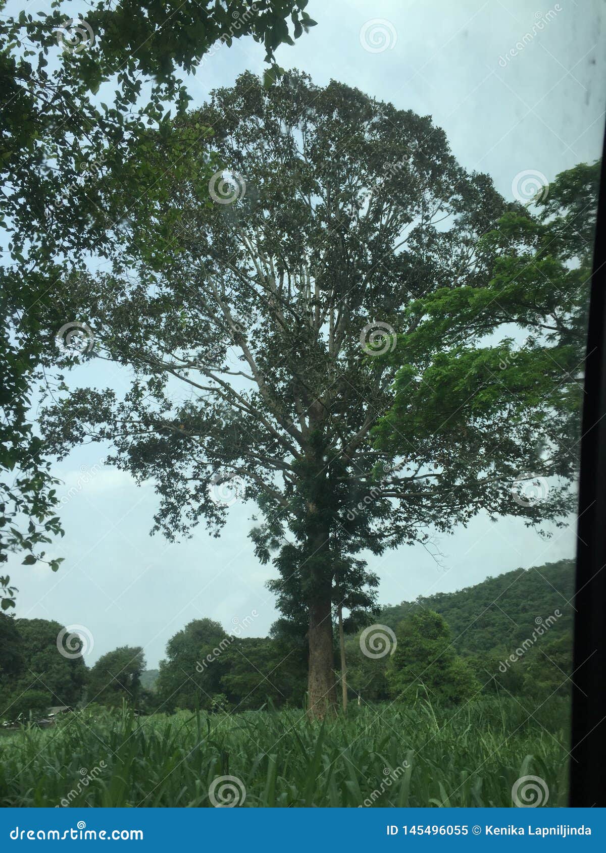 Huge Old Tree in the Forest Stock Image - Image of amazing, tree: 145496055
