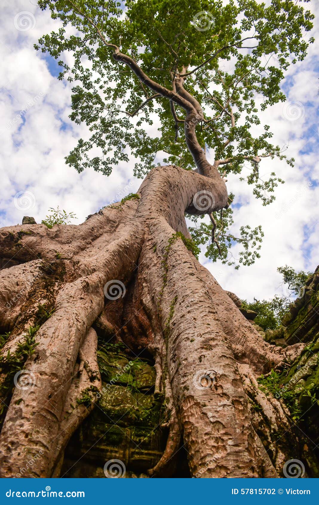 Huge Old Tree Growing on the Ruin Stock Photo - Image of leaves ...