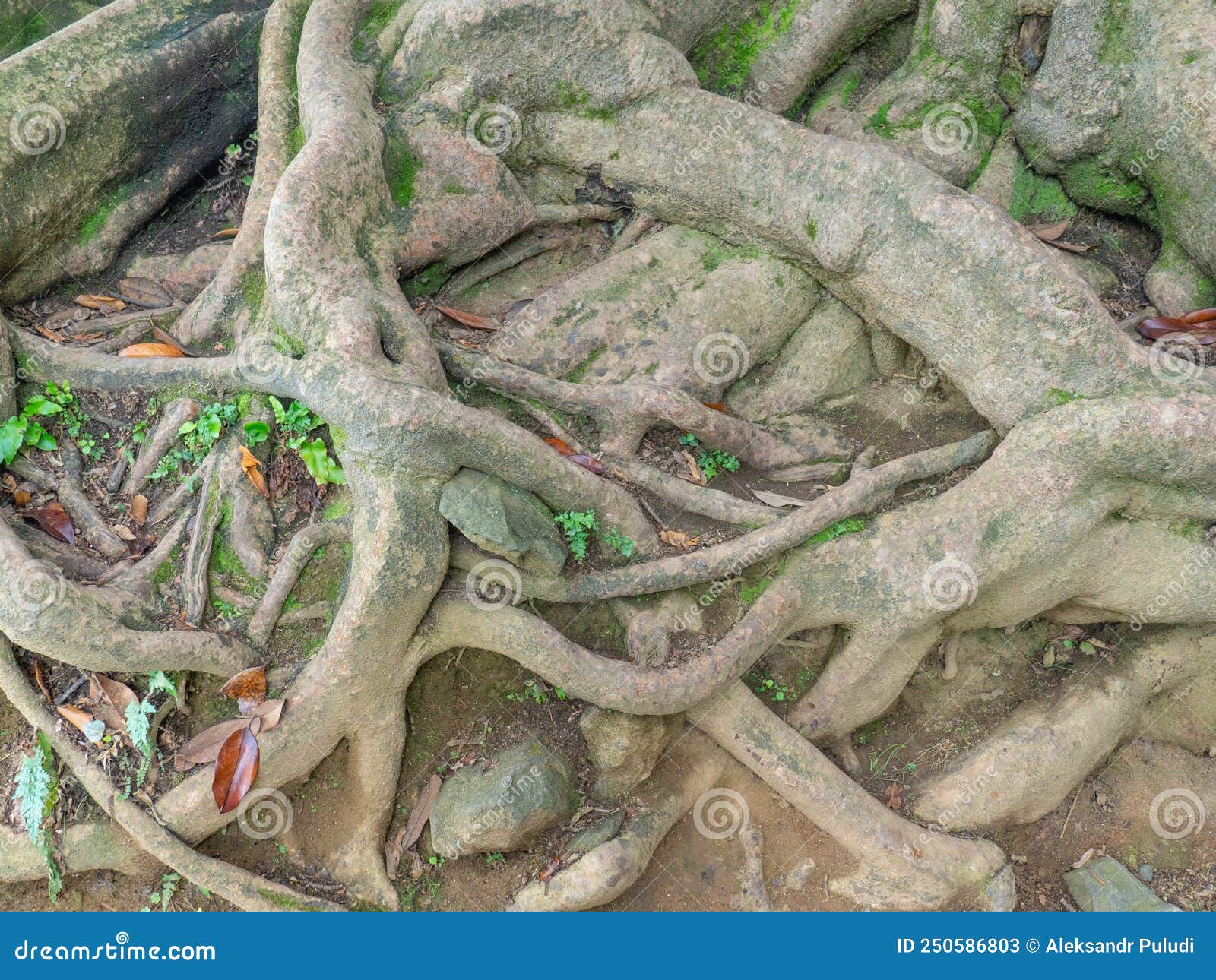 A Huge Old Tree with Intertwining Roots. Powerful Root System. Root ...