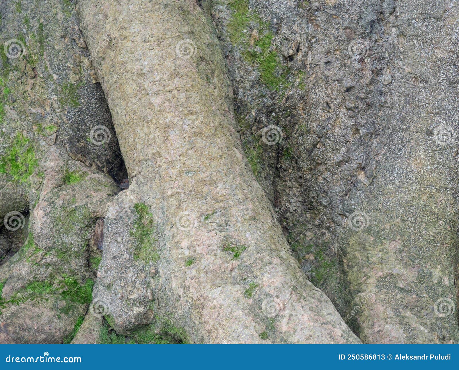 A Huge Old Tree with Intertwining Roots. Powerful Root System. Root ...