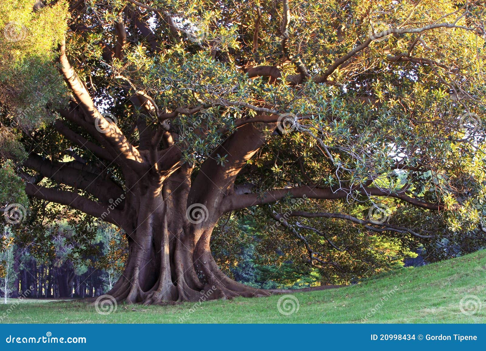 Huge Old Tree in Morning Sunlight Stock Photo - Image of huge, sunlight ...