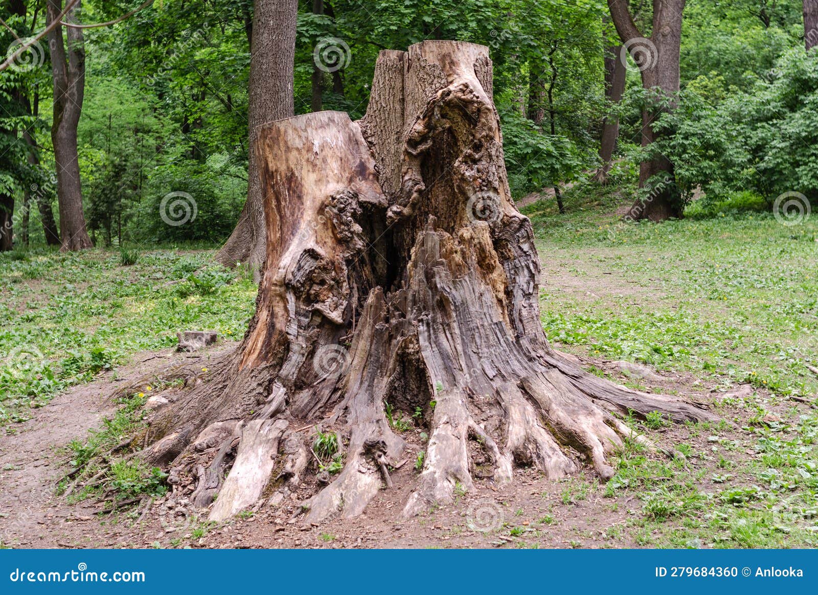 Huge old tree stump stock photo. Image of maple, thicket - 279684360