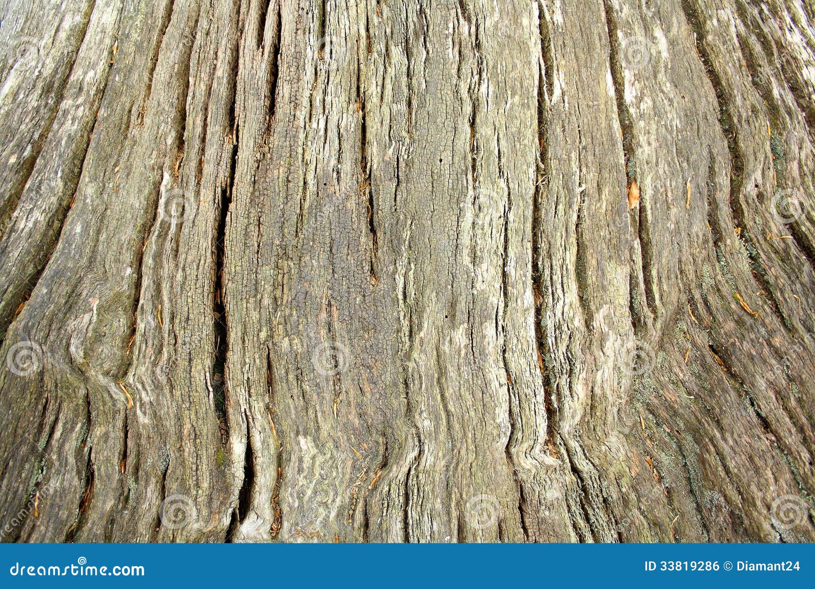 Huge Old Tree Trunk As Background Stock Photo - Image of macro ...