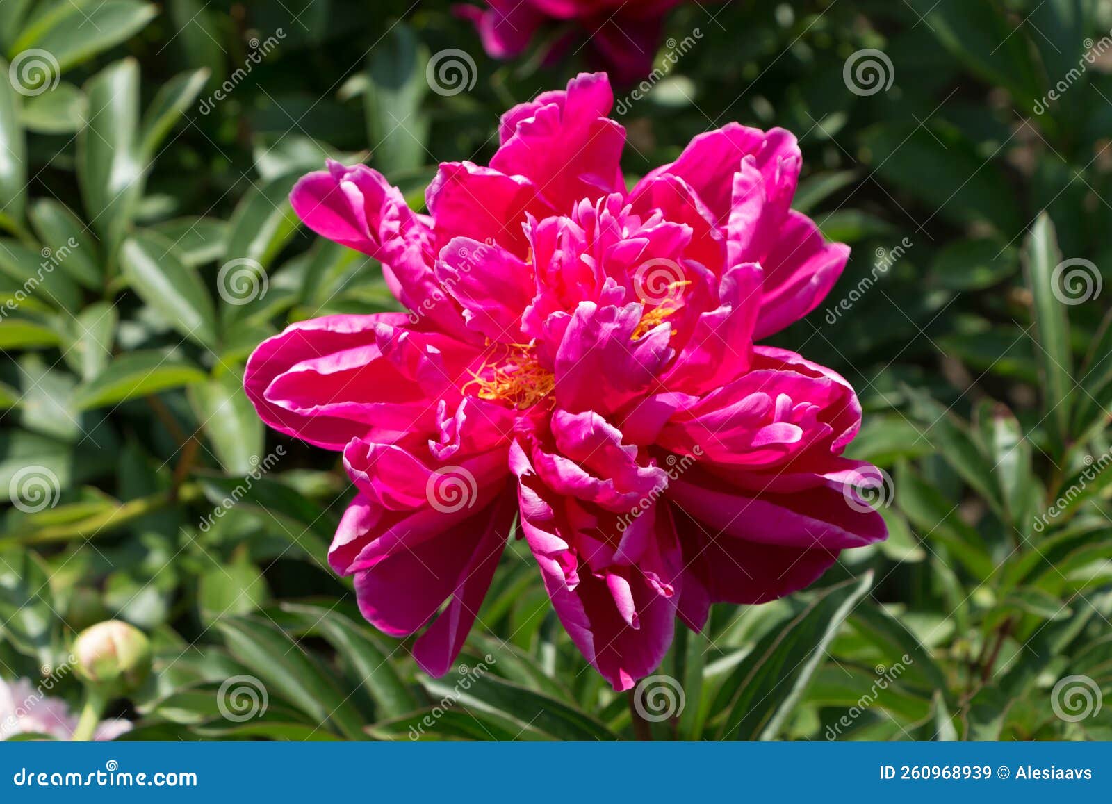 Huge Open Bud of Pink Peony in the Garden Stock Image - Image of ...