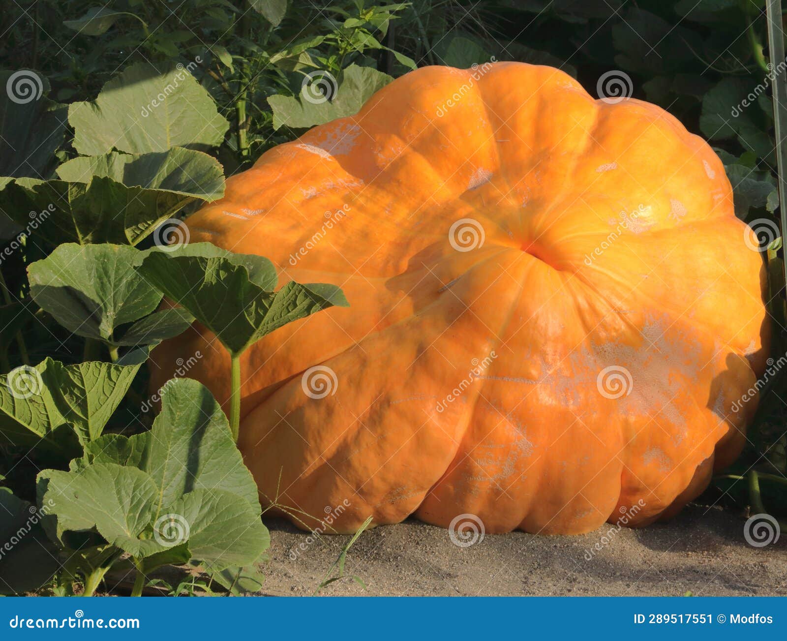 Huge Orange Gourd Close-Up stock image. Image of orange - 289517551
